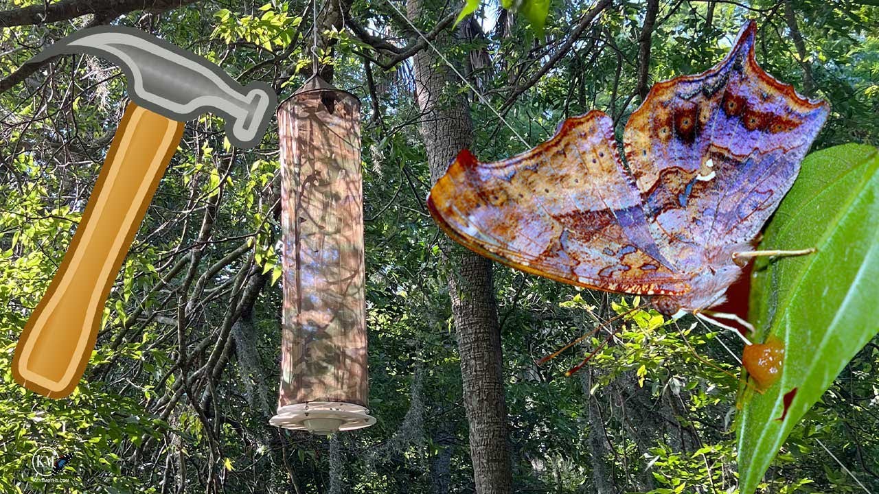 USING A HAMMER TO HANG BUTTERFLY BAIT TRAPS - YouTube