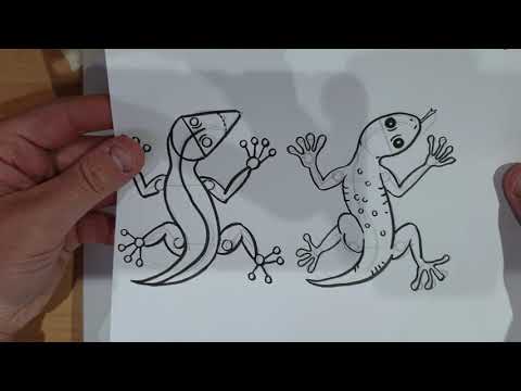 Green Lizard Drawing tutorial