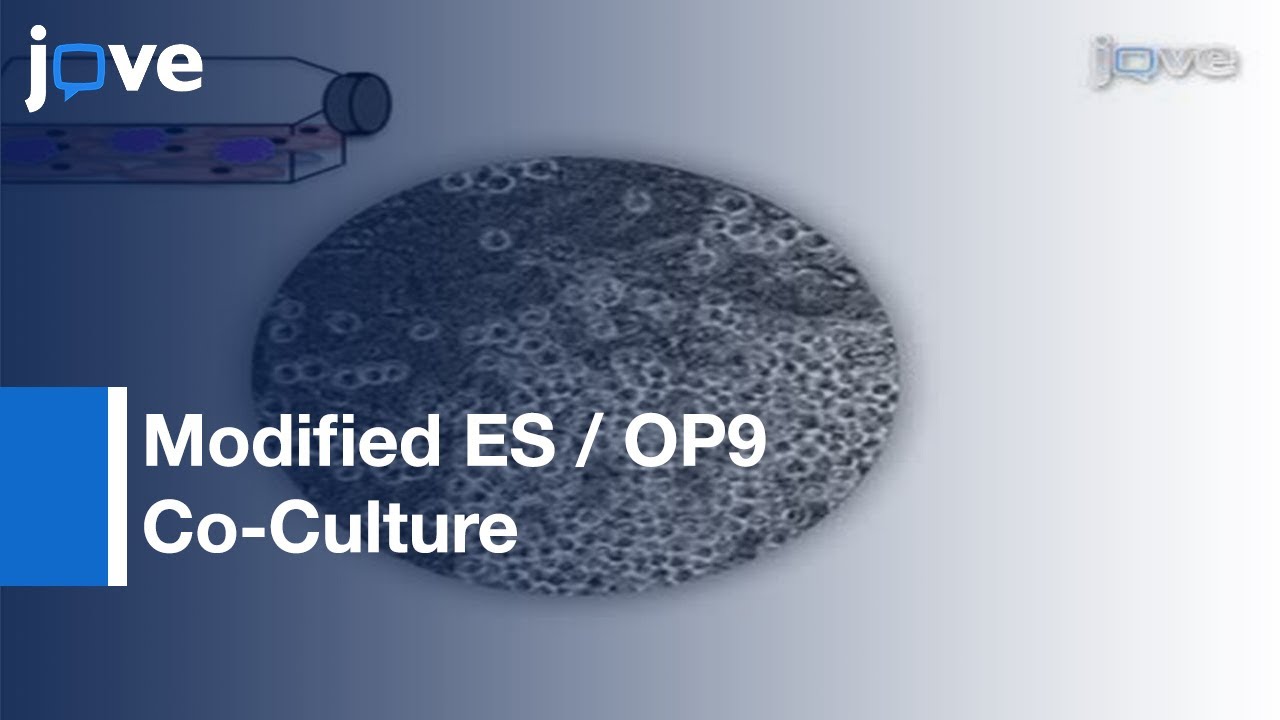 Modified ES / OP9 Co-Culture: Enhanced Characterization Of ...