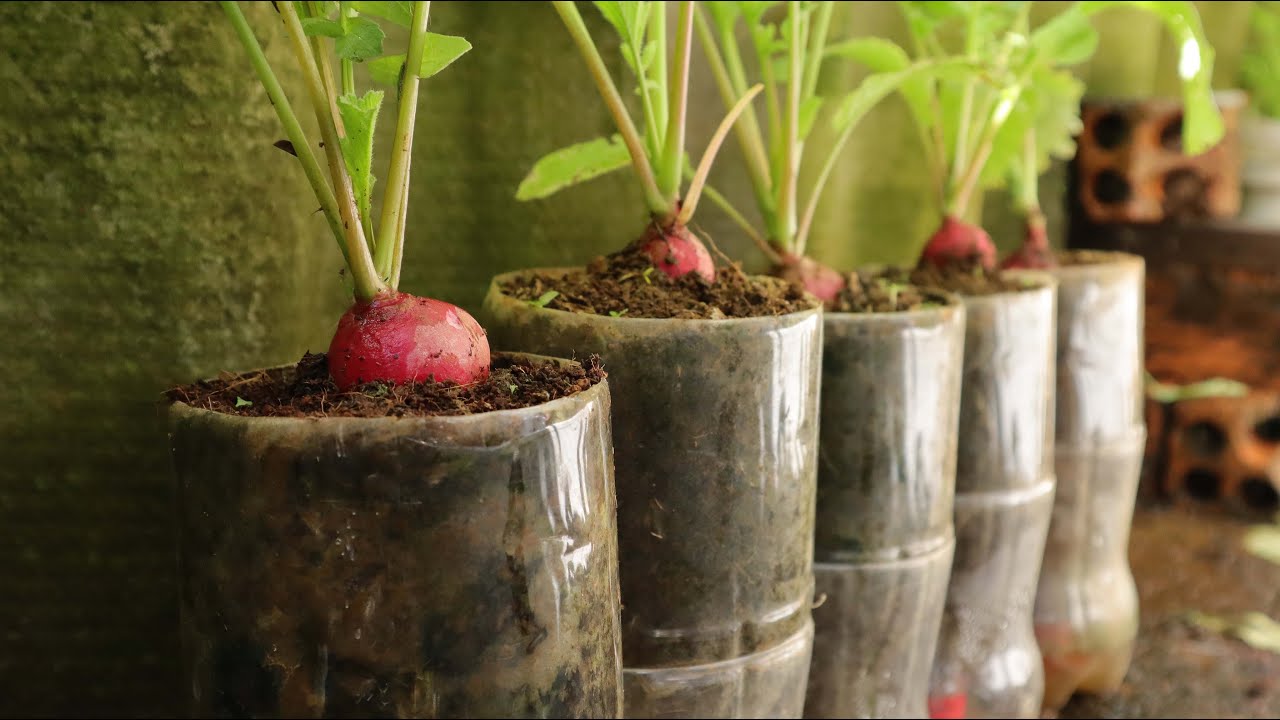 Growing Red Beets In Pet Bottle 💧 Self Watering Bottle - YouTube
