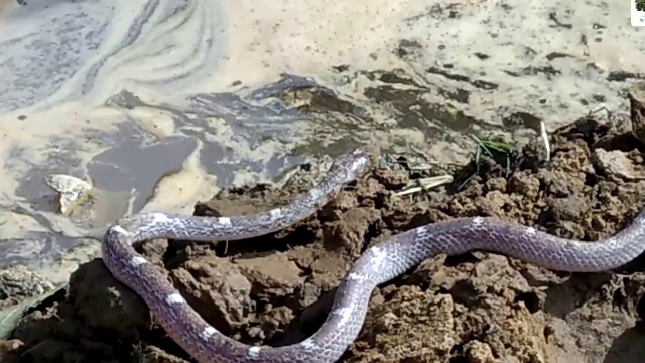 Dangerous Snake | Ghoda Pachhad Snake | साँप - YouTube