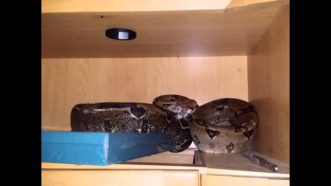 Huge Boa hissing. Doesn't want to go back in cage. - YouTube