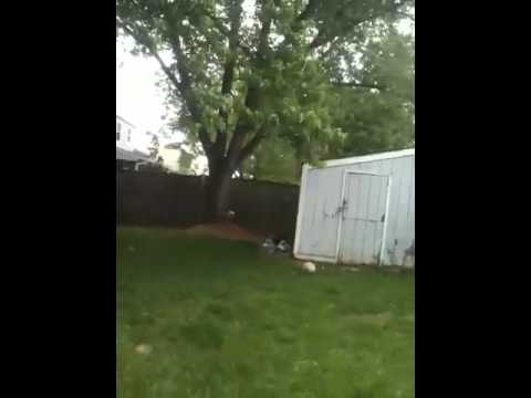 My Dog Taking a Dump - YouTube