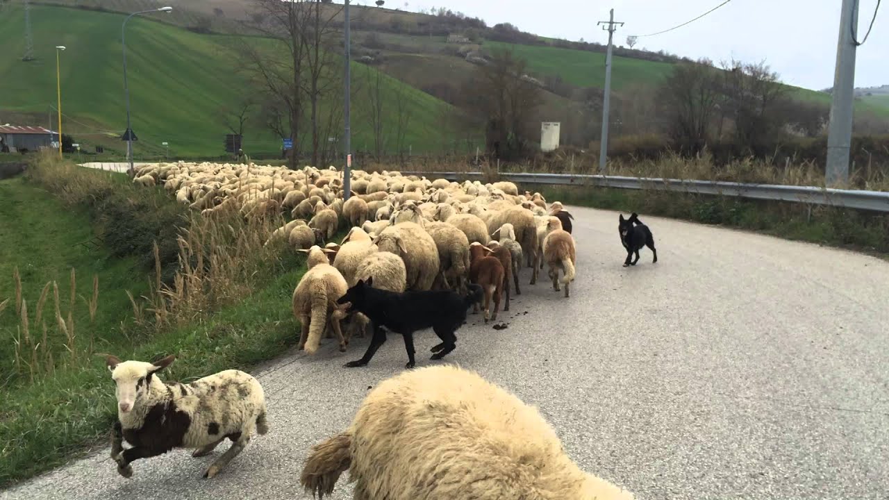 Italian Countryside Traffic Jam - YouTube