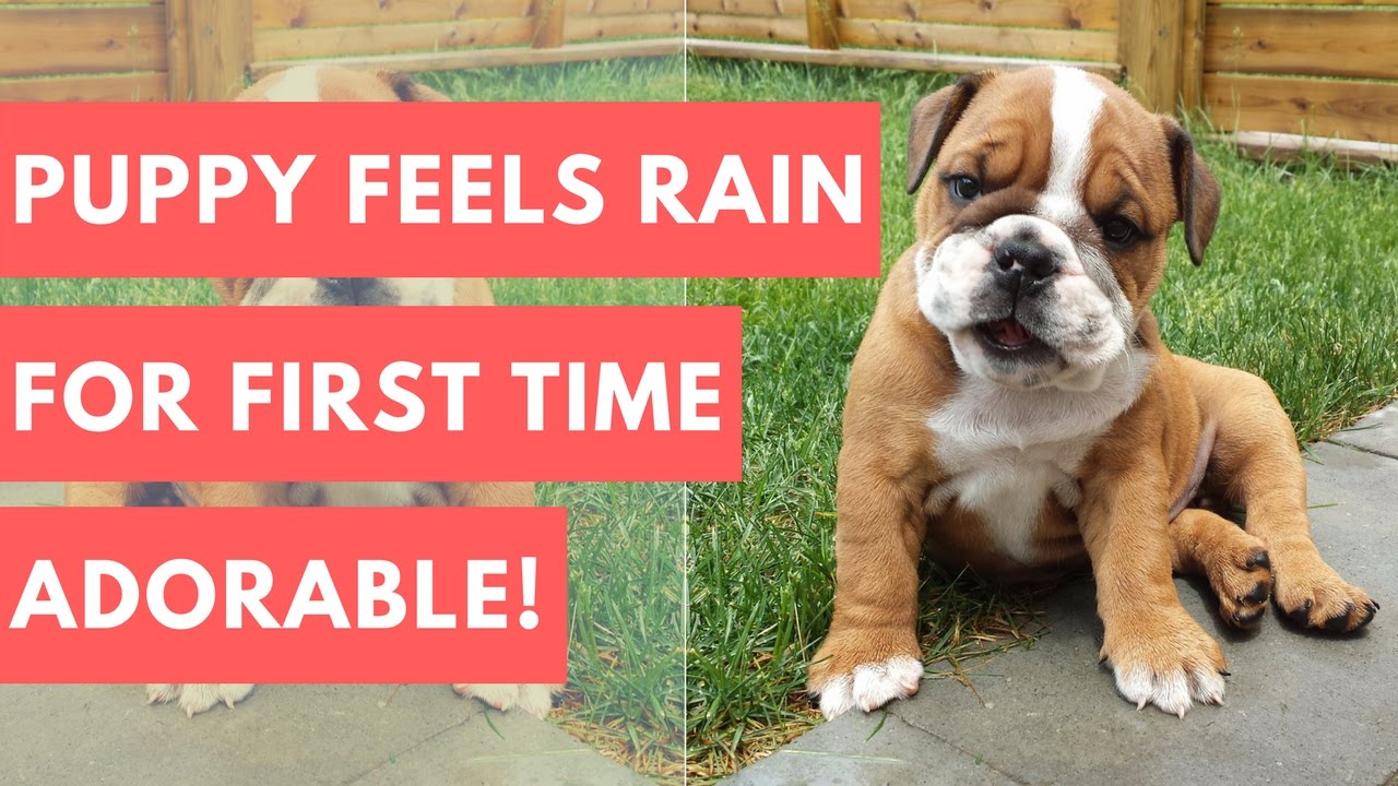 Bulldog Puppy Playing in the Rain - YouTube