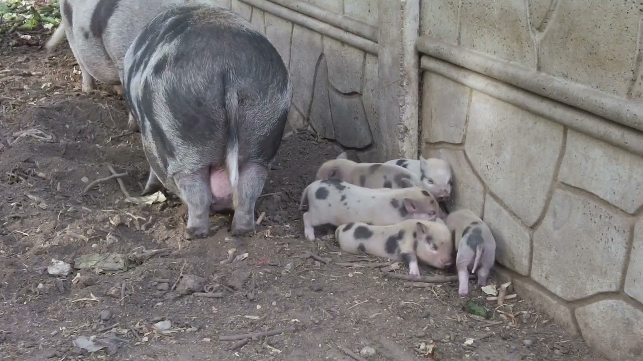 Cute little baby piggies first steps - YouTube