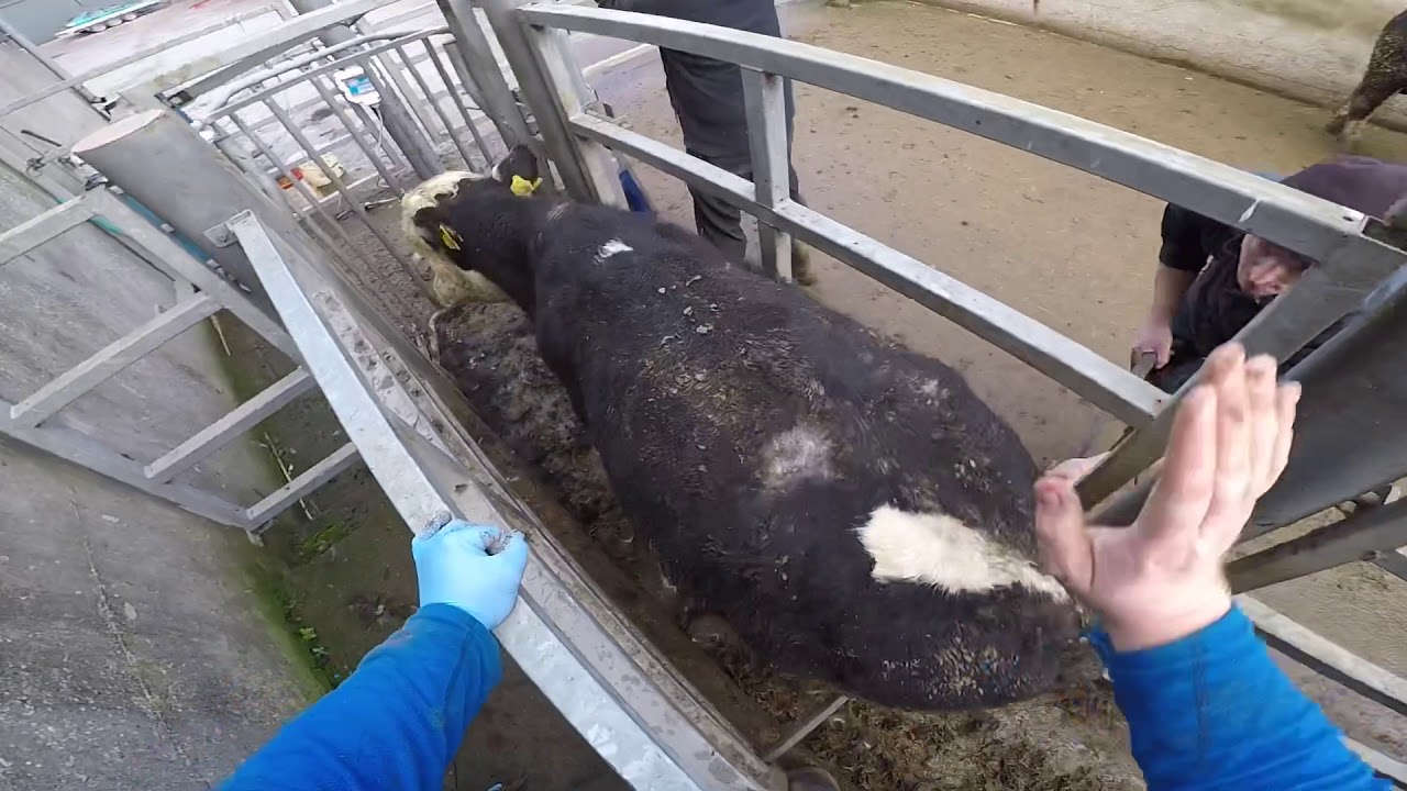 CATTLE WORK 2018 - YouTube