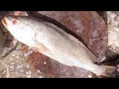 MUSHKA FISH CUTTING BIG MUSHKA FISH CUTTING - YouTube
