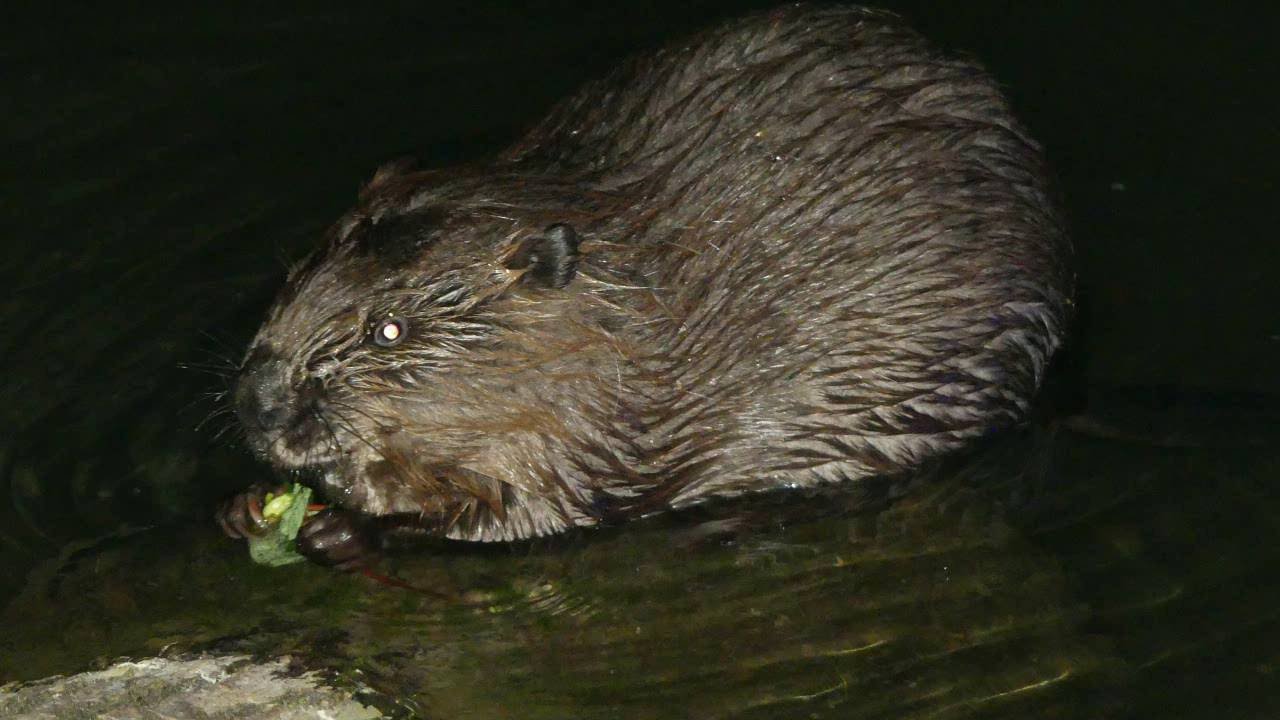 Biber bei Nacht Zoo Augsburg . Castor fiber , Europäischer Biber ...