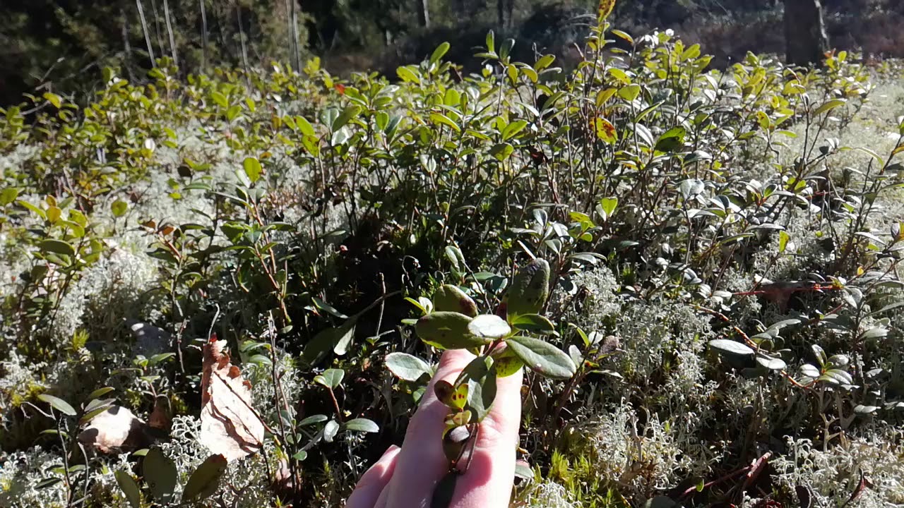 Suomen metsät 4: kuiva kangasmetsä - YouTube