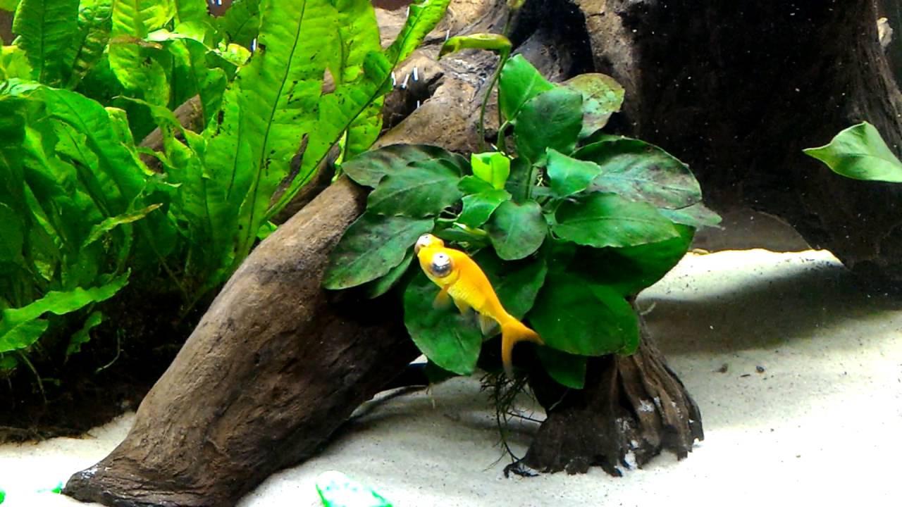 Celestial Goldfish stargazer - YouTube