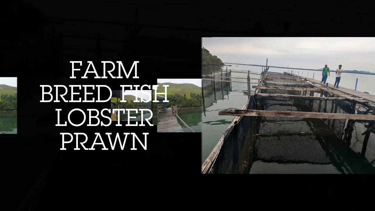 FISH FARM ABALONE FARM LOBSTER FARN AT SEMPORNA - YouTube