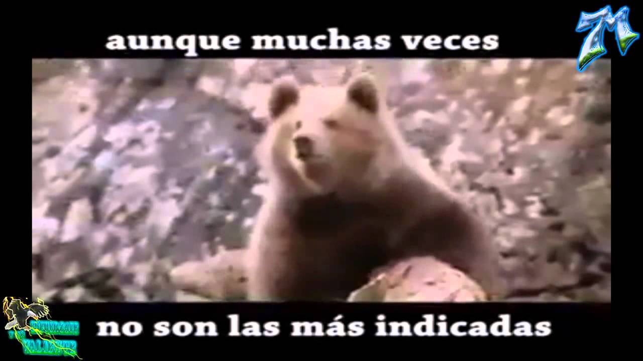 Reflexion puma y oso - YouTube