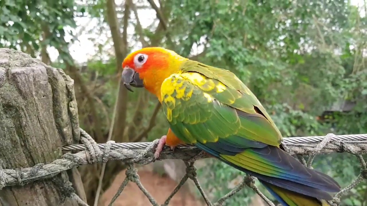 Randers Regnskov og hvad du kan opleve, Randers Rainforest what you can ...