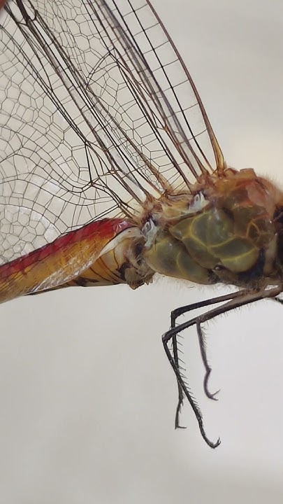 Dragonflies - YouTube
