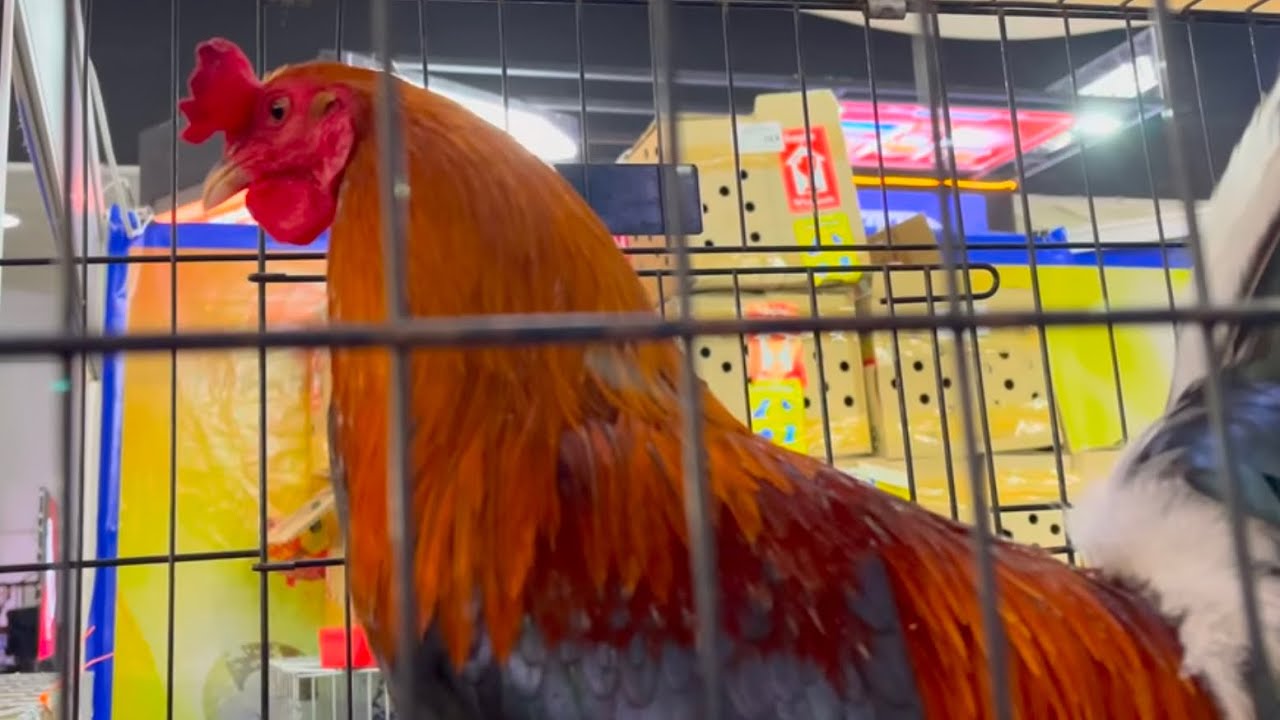 JSSG GAME FARM - JOEY SALANGSANG - YouTube