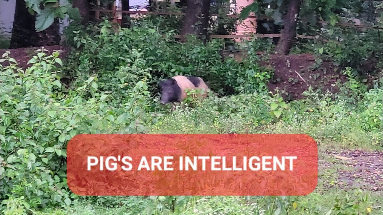 #pigs are very #intelligent and like #cleanliness - YouTube