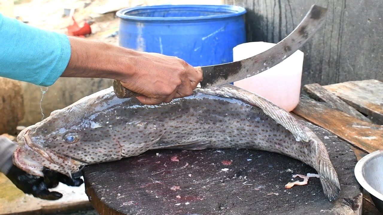 Amazing!! 🇱🇰 5kg "Gal kossa" sea fish cutting - YouTube