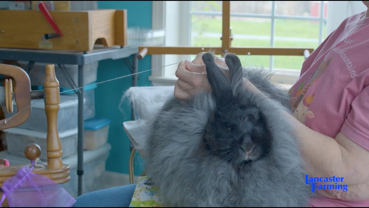 Angora Rabbit Wool Spinning