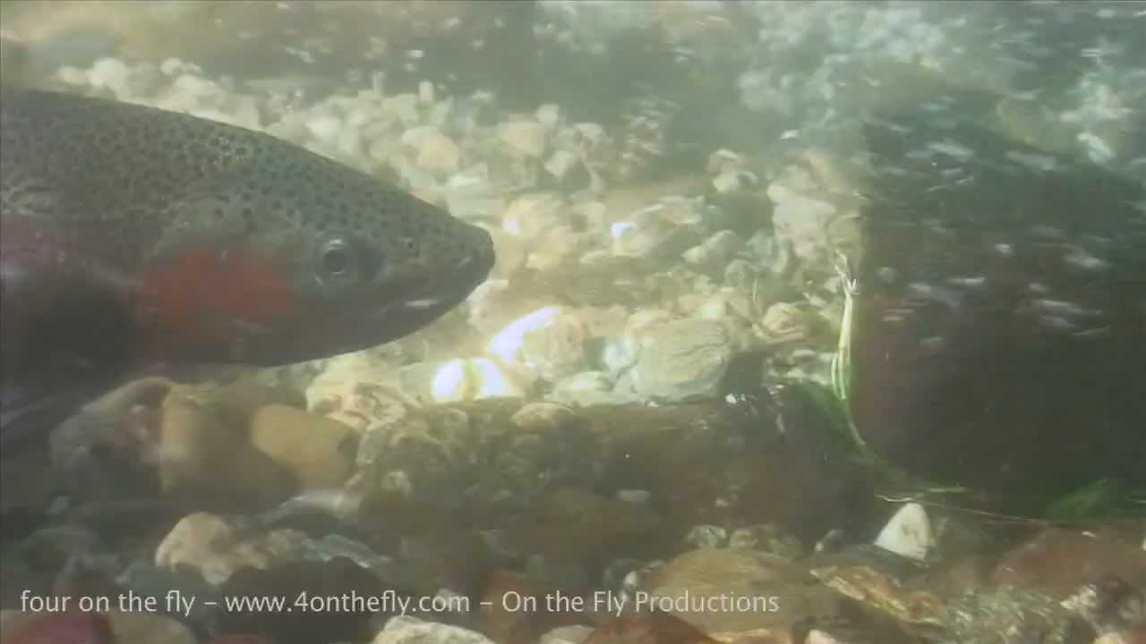 Fly fishing Spawning Rainbow Trout - clip one - YouTube