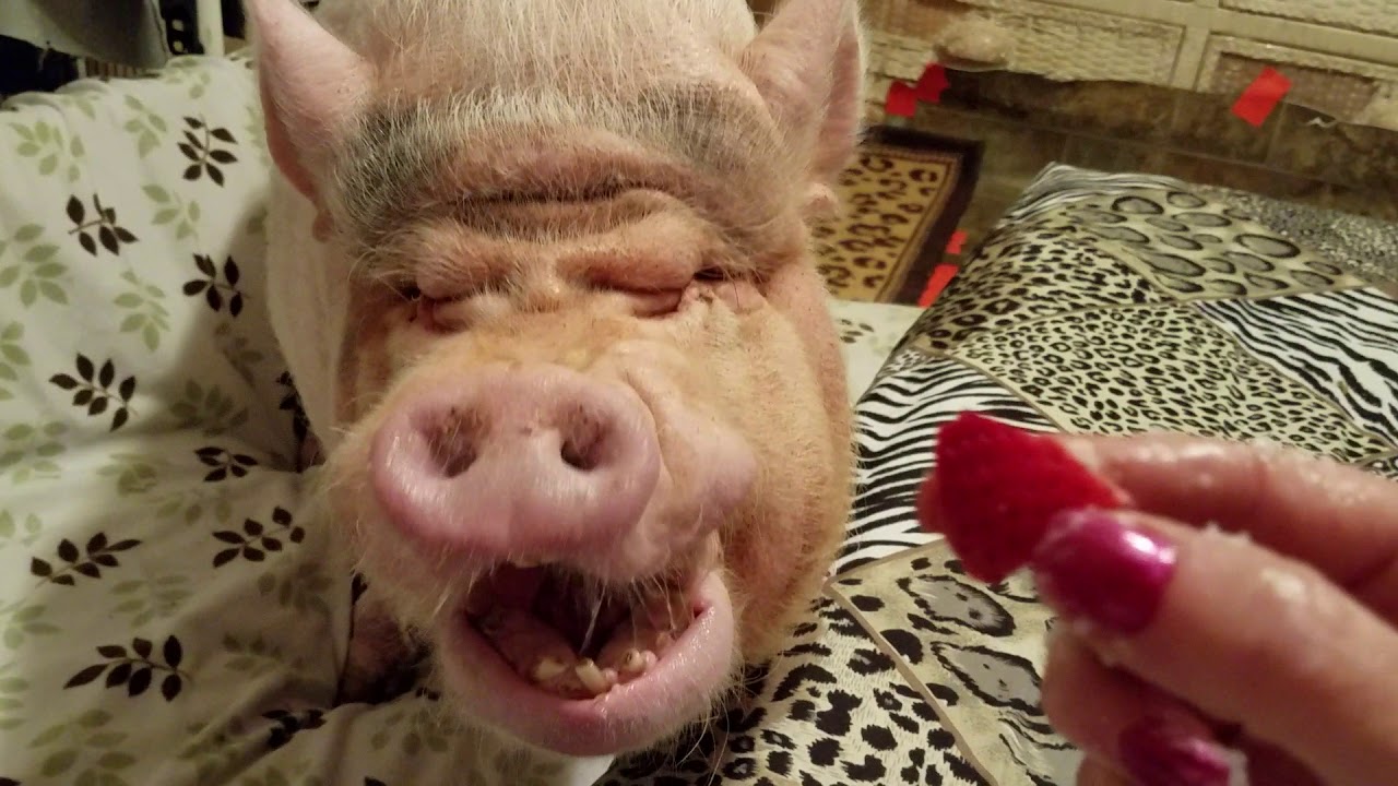 MINI PIG NIGHT TIME ROUTINE 💖🐽💖 Sweet dreams & Sleep with The Angels 😇 ...