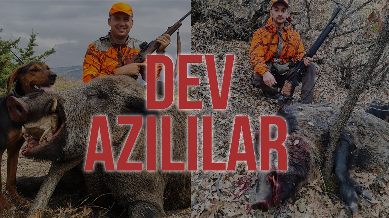 Yozgat Domuz avı (Wild Boar hunting in Yozgat) 3 Tane DeV AZILI - YouTube