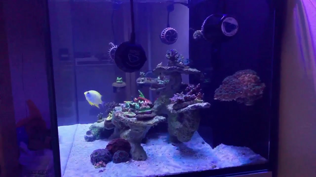Red Sea Reefer 170 - YouTube