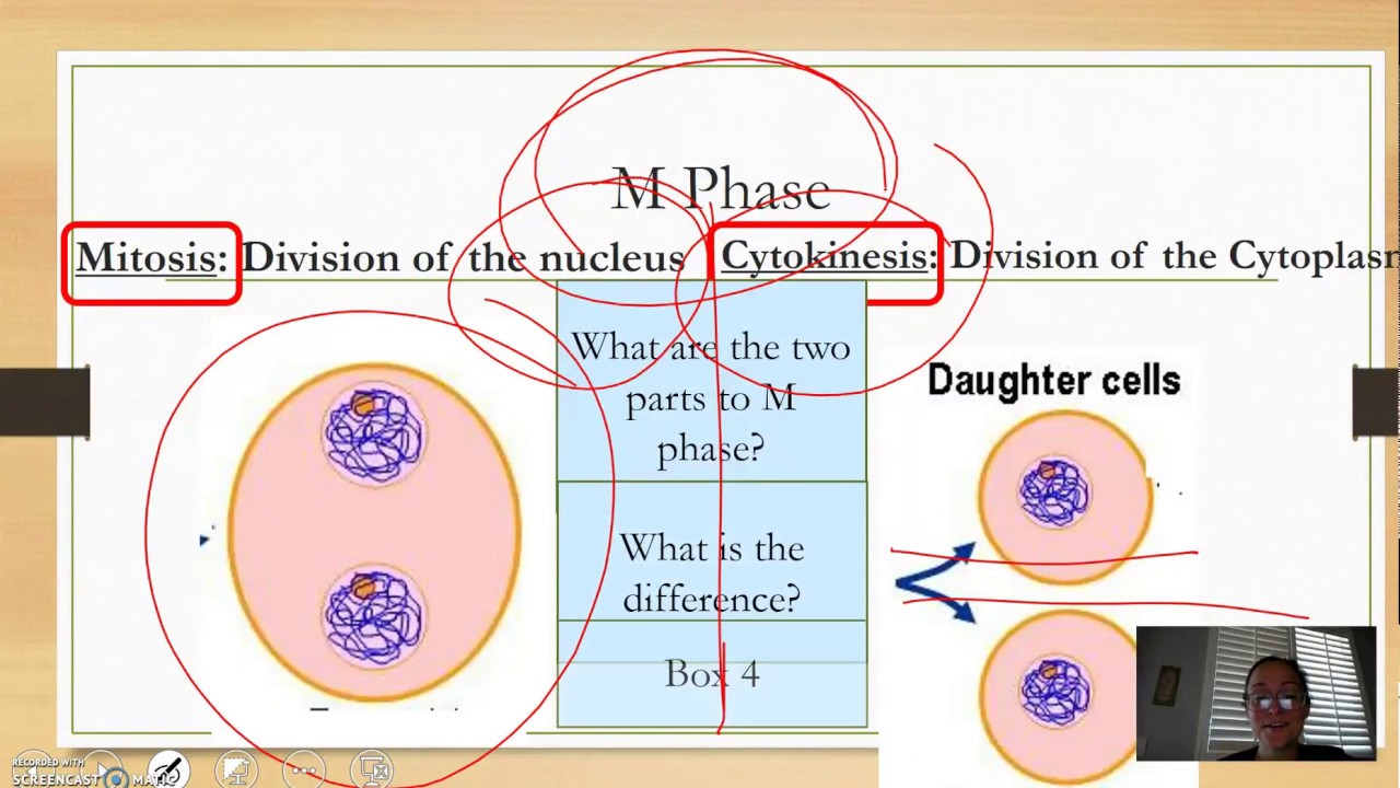 Cell Cycle and Cell Division Part 1 - YouTube
