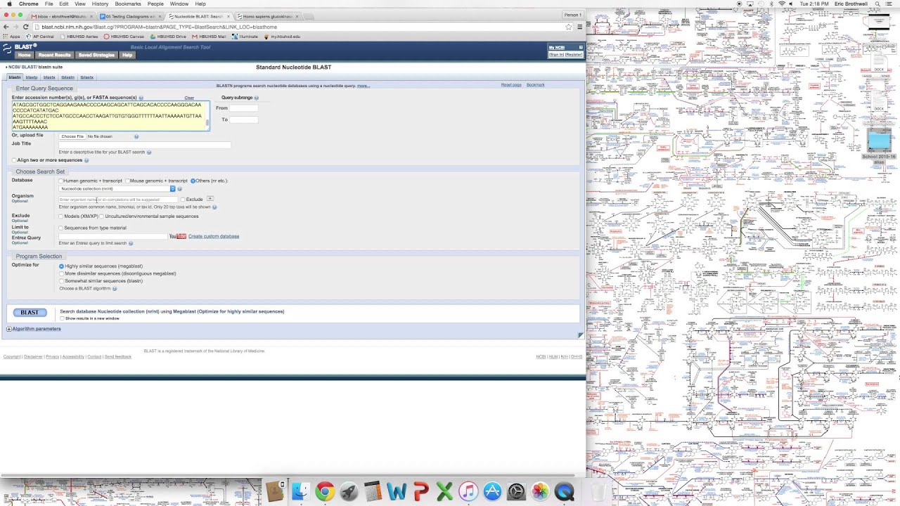 How to conduct a BLAST search - YouTube