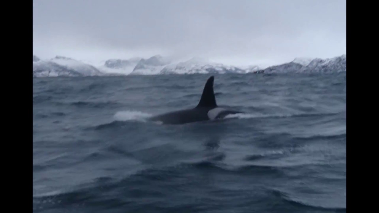 Close encounter with killer whales in Arctic Norway - YouTube