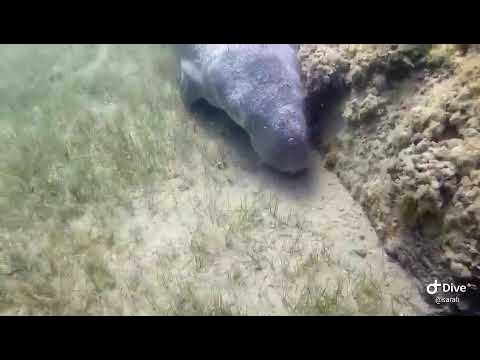 Dugong in qatar بقر البحر في خور العديد- قطر - YouTube