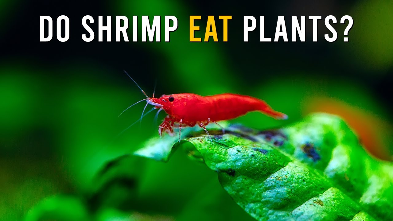 7 INTRIGUING Questions About Fish, Shrimp & Aquarium Care - YouTube