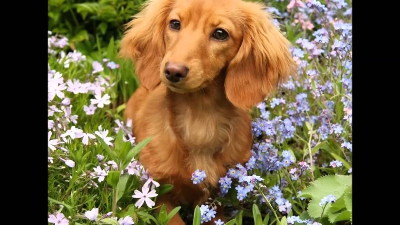 All About Small Dogs - YouTube