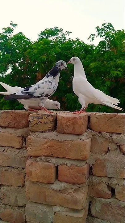 10 Most Beautiful Fancy Pigeons Collection | US Pigeons | World Unique ...
