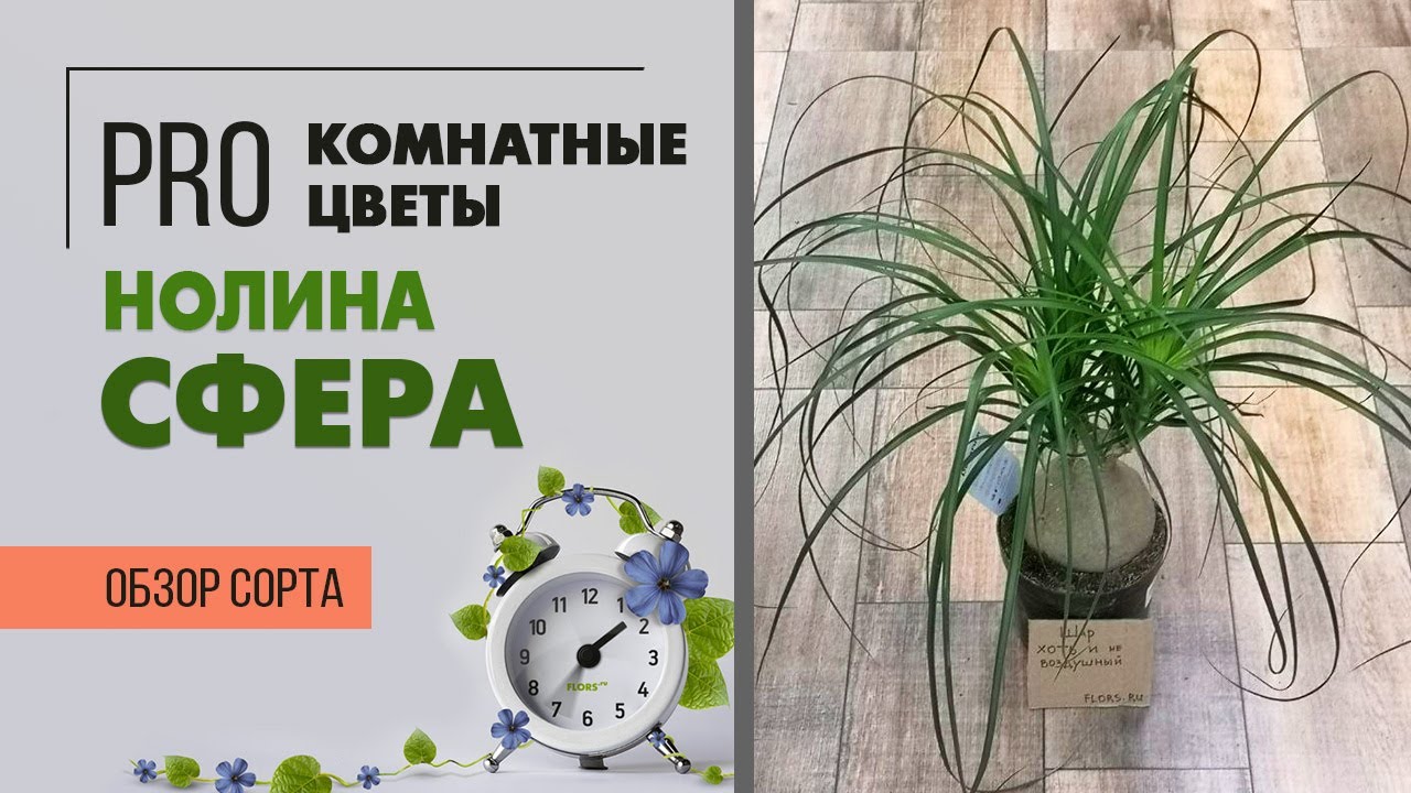 Нолина шар или сфера Это уже не слоновья нога Растение в виде