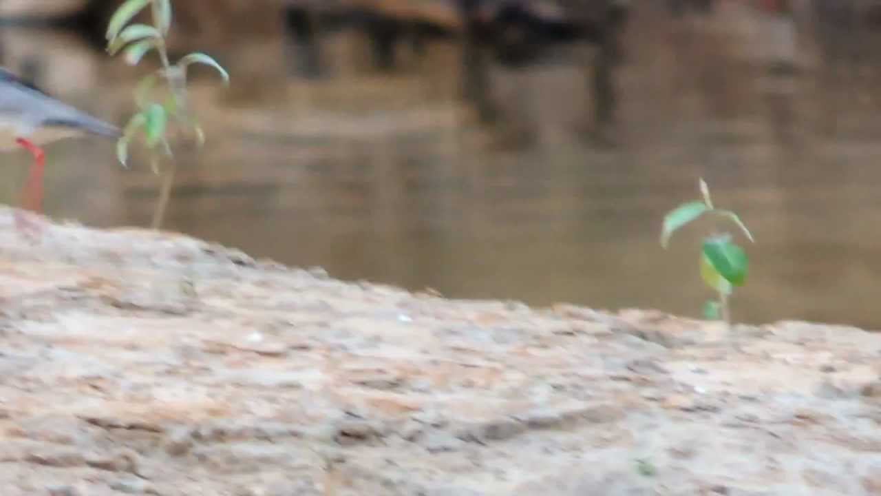 Pied Plover - Vanellus cayanus - Pied Lapwing - YouTube