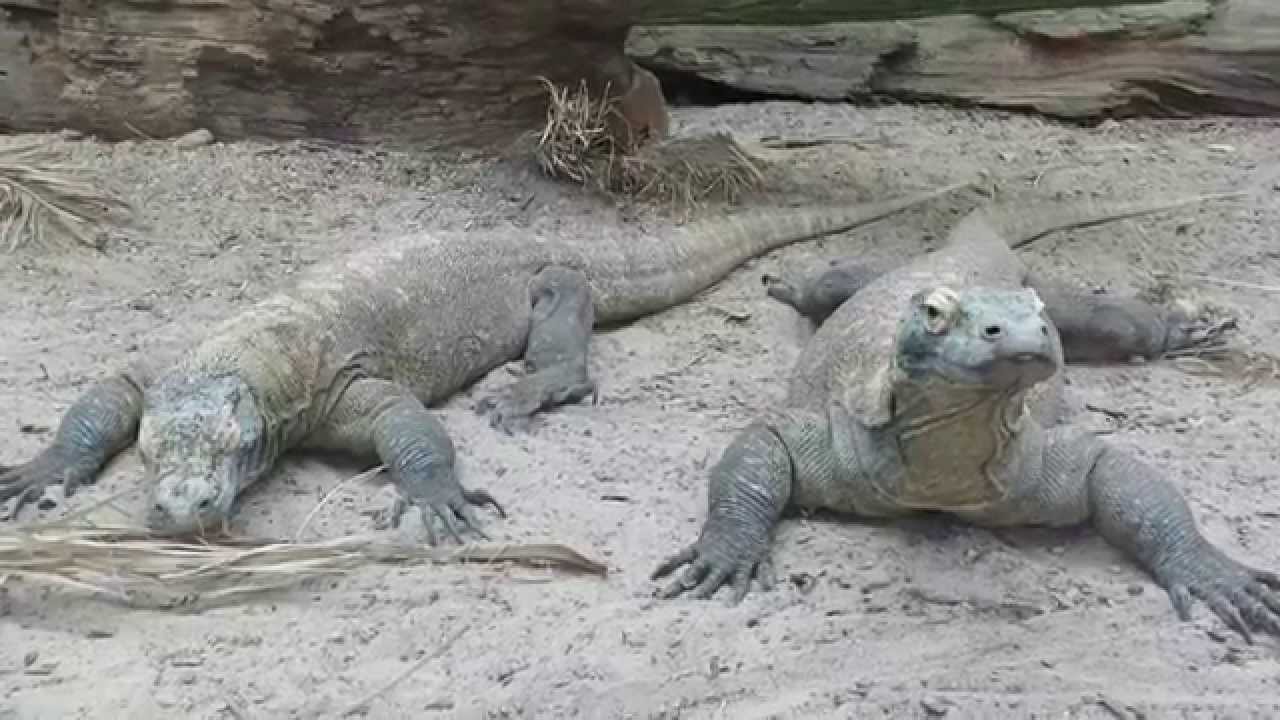 Waran z Komodo - Zoo Poznan - YouTube