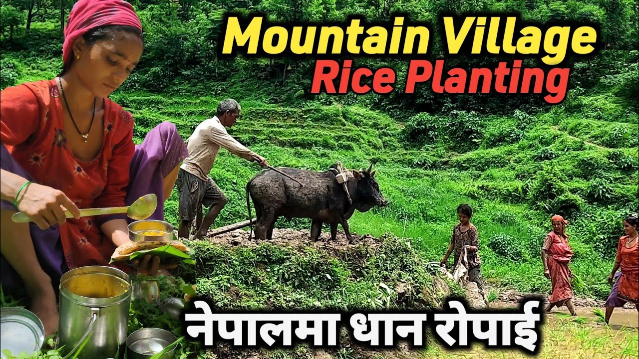 Secrets of Mountain Rice Farming Revealed ll Mountain Rice farming ...
