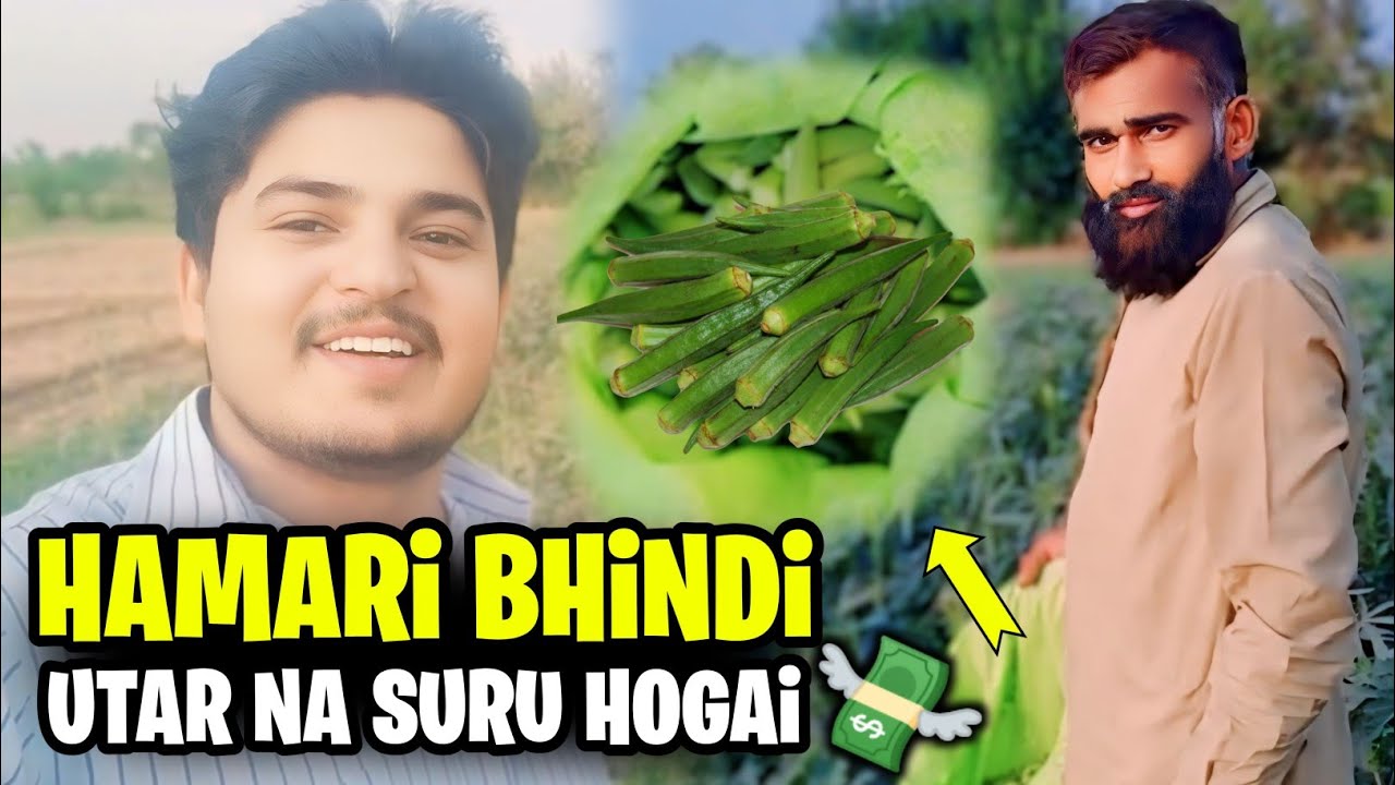 Bhindi ki fasal | how to grow ladyfinger | bhindi farming | Mian Asad ...