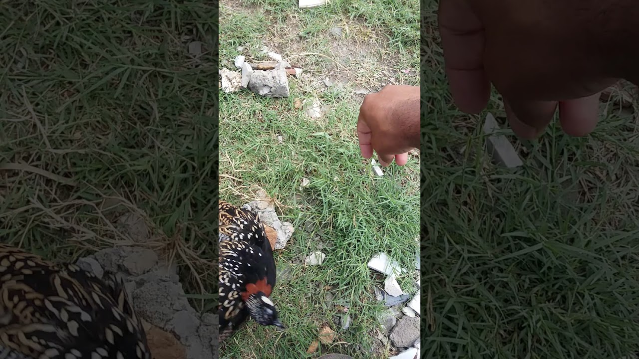 Kala teeter(2) - YouTube