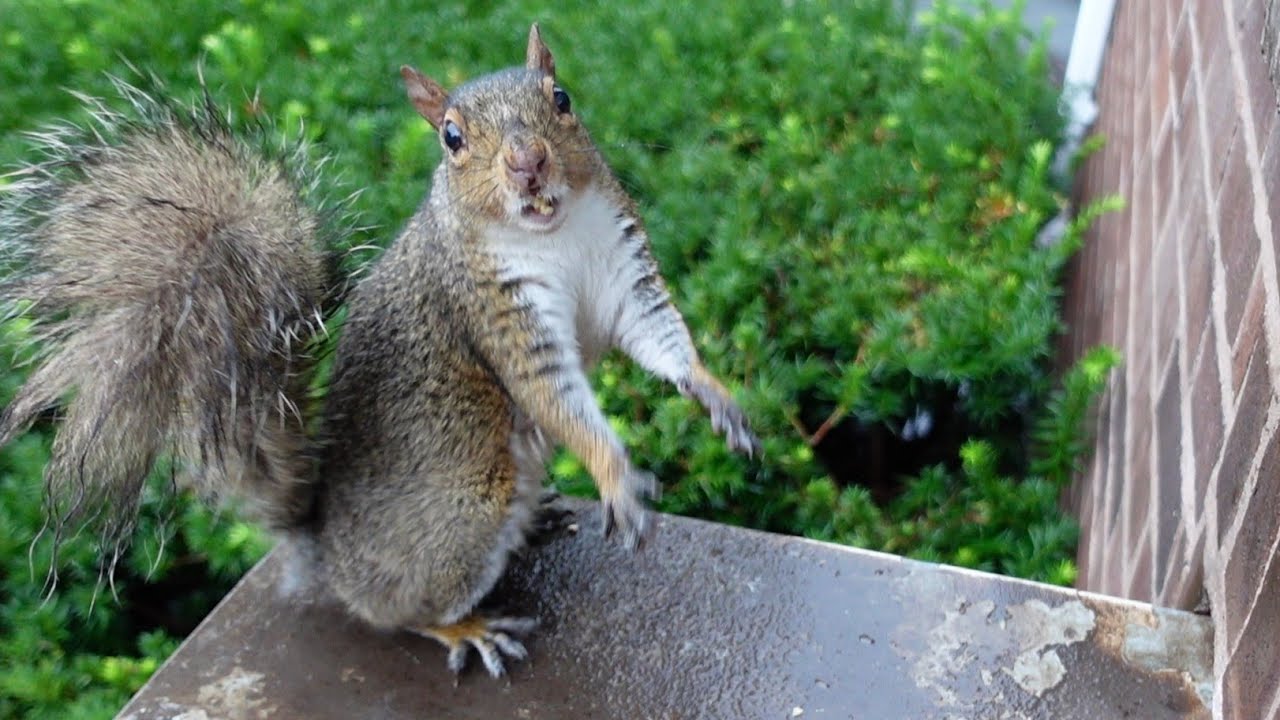 Squirrel spins around with excitement - YouTube