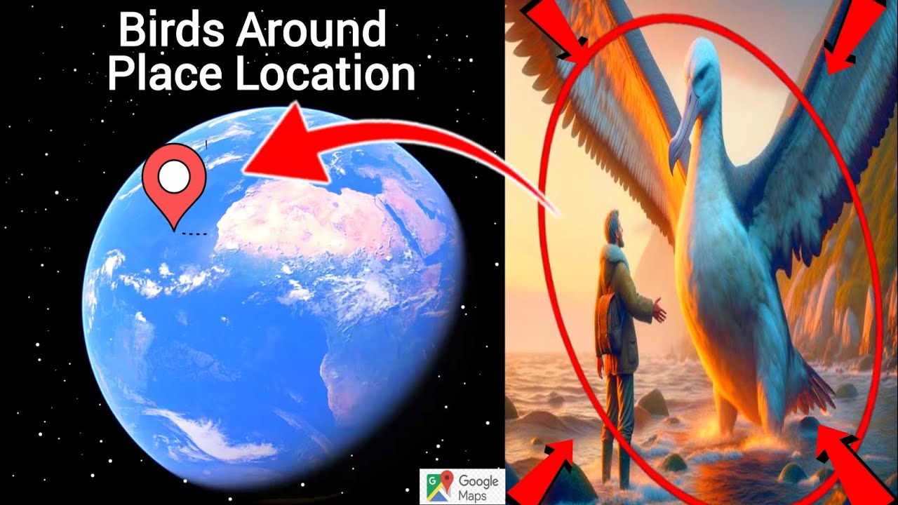 I Found Birds Around🦆On Google Earth Google maps #googlemaps # ...