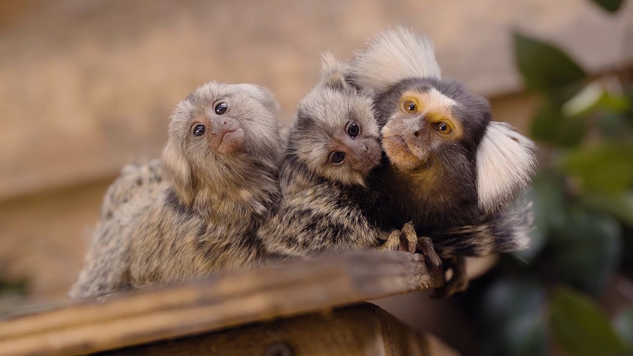 These baby Monkeys are the cutest - YouTube