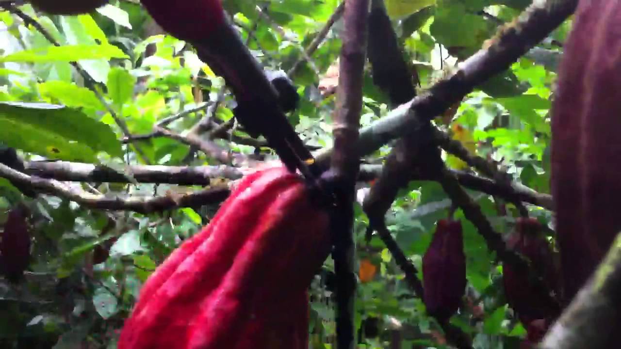 De cacaoplantage - YouTube