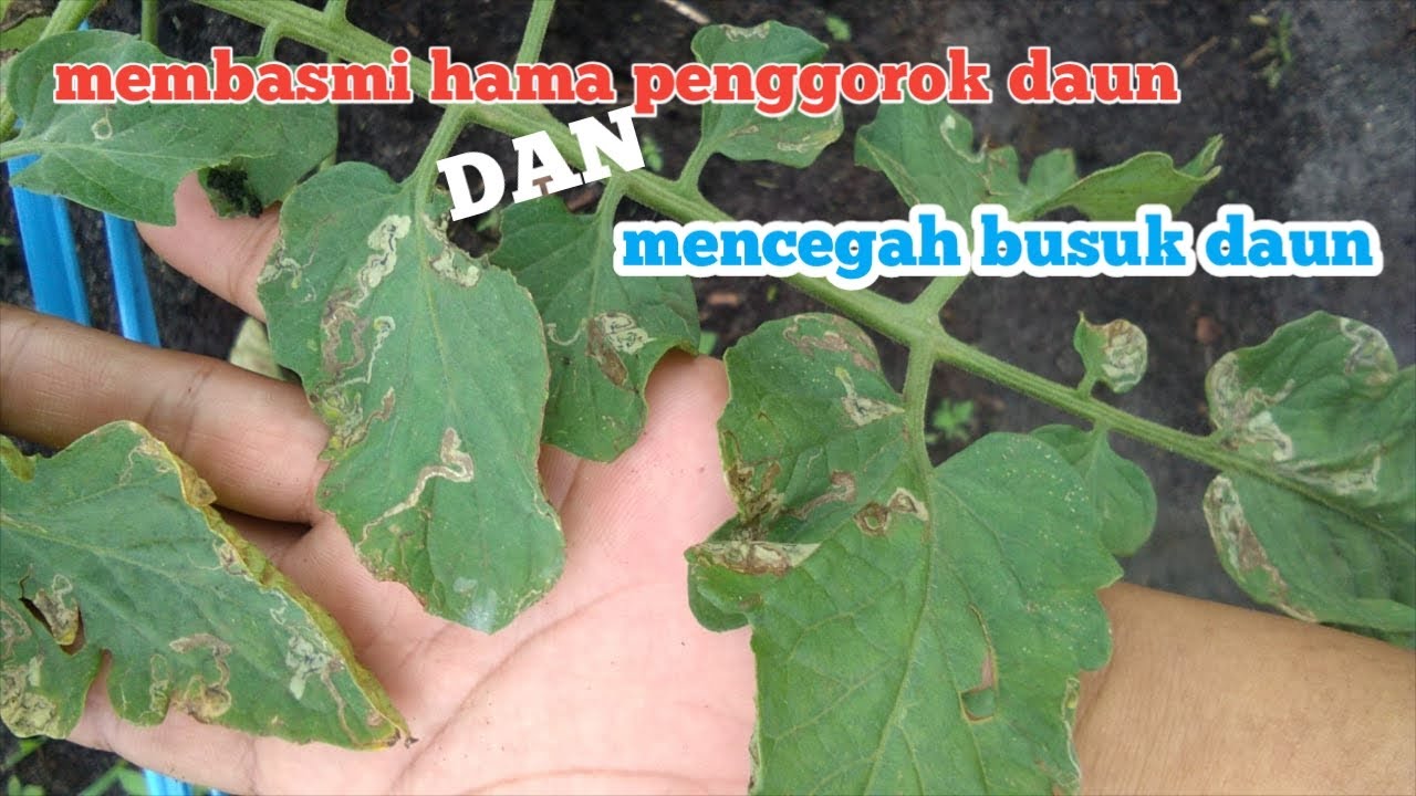 part 39.membasmi hama penggorok daun/peta peta pd tanaman tomat - YouTube