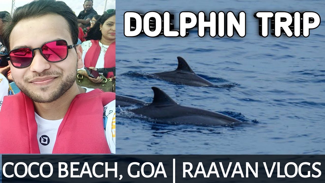 DOLPHIN TRIP , GOA | SIGHTSEEING TOUR | HOHO BUS | GOA TOURISM | COCO ...