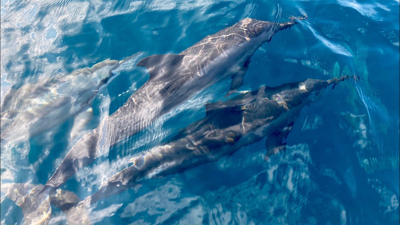 KUREDU ISLAND RESORT, AWESOME SIGHTING OF 100 WILD DOLPHINS SWIMMING ...