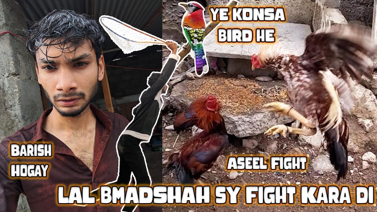 Aseel Murga Fight Animals farm Lalbadshah Ko Lara Diya Ye Konsa Bird He ...