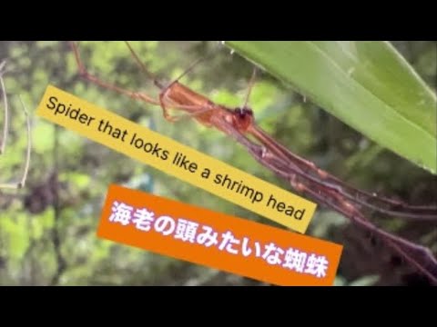 Spider that looks like a shrimp head(海老の頭みたいな蜘蛛) - YouTube