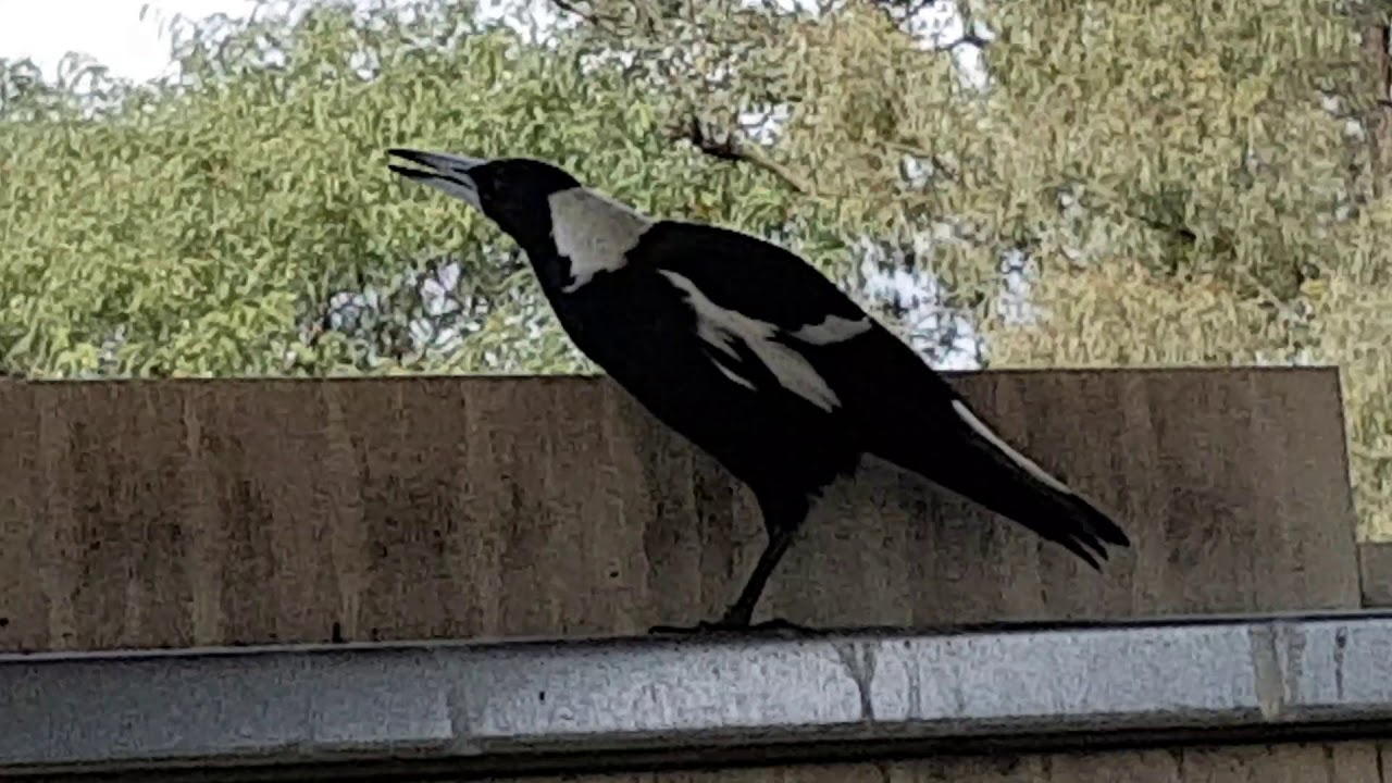Mimicking Magpie - YouTube